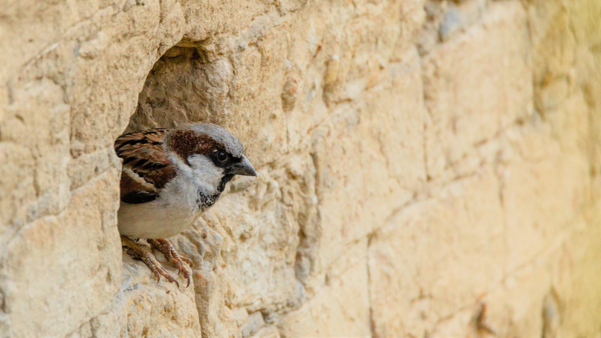 Psalm 84:1-4, 10-12 – So Much Bible!