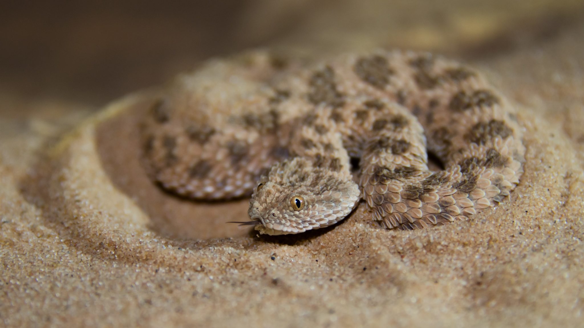 Psalm 58 – So Much Bible!